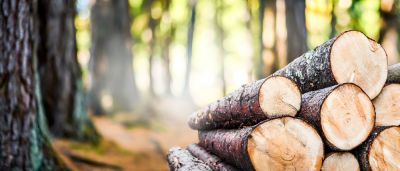 Efficient Wood Pile Removal Services for Clean, Safe Spaces